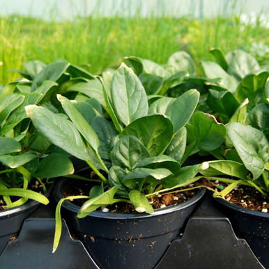 Shop Spinach - Giant Winter Seeds | J. Parker's