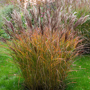 Shop Miscanthus sinensis 'Gracillimus' | J. Parker's