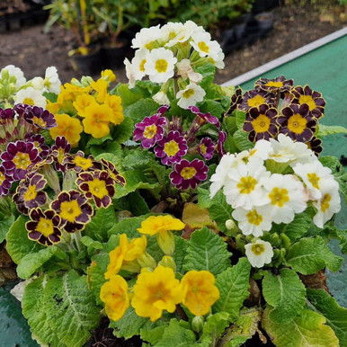 Primula Little Queen Mix | Dutch Bulbs