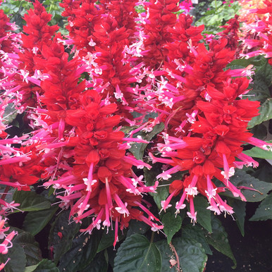 Shop Salvia splendens Gigantimo Red | J. Parker's