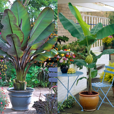 Shop Musa Collection | J. Parker's