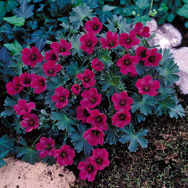 Shop Geranium cinereum 'Purple Pillow' Potted | J. Parker's