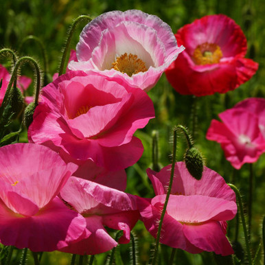 Shop Papaver 'Double Shirley' Seeds | J. Parker's