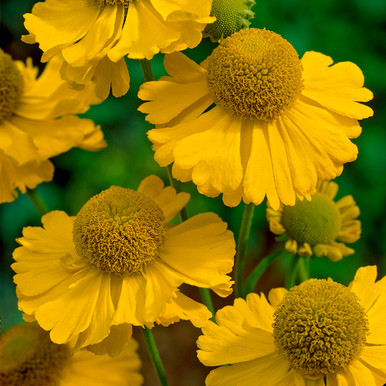 Buy Helenium hoopesii 'Kanaria' at jparkers.co.uk