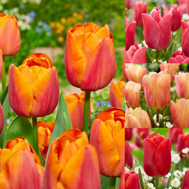 Buy Tulip Jimmy Collection at jparkers.co.uk