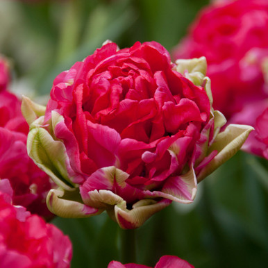 Buy Tulip 'Justina' at jparkers.co.uk