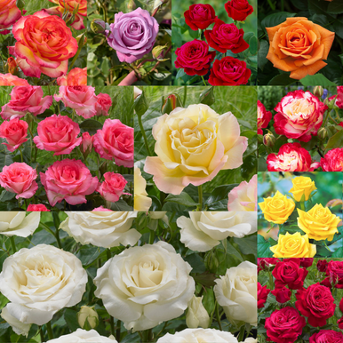 Buy HT Rose Collection at jparkers.co.uk