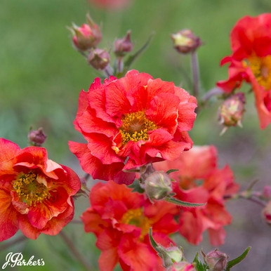 Buy Geum Scarlet Tempest at jparkers.co.uk