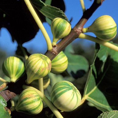 Buy Ficus at jparkers.co.uk