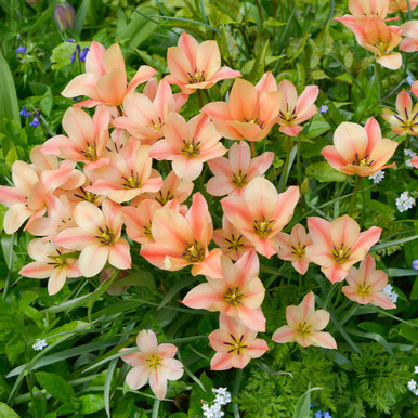 Buy Tulip Batalinii 'Bright Gem' at jparkers.co.uk