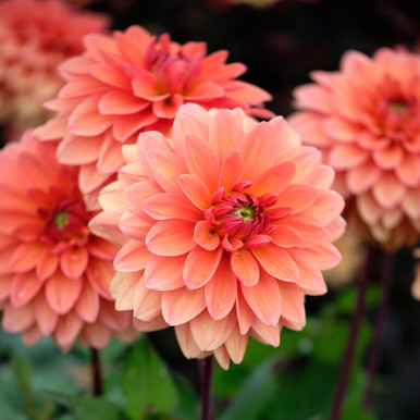 Shop Dahlia Summer Flame from J. Parker's for Less