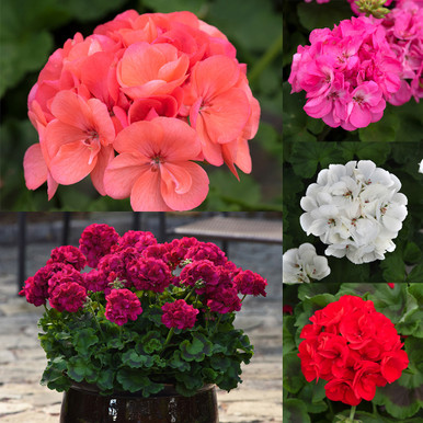 Shop Geranium Giant Galaxy Collection for Less with J. Parker's