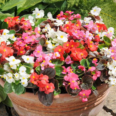 Begonia Semp. Organdy Mixed (Garden Ready) | J Parker Dutch Bulbs