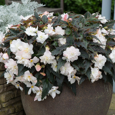 Buy Begonia Non-Stop Joy Mocca White (Garden Ready) at jparkers.co.uk