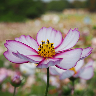 Buy Cosmos Bipinnatus Fizzy Rose Picotee at jparkers.co.uk