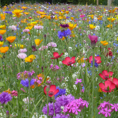 Buy Flower Butterfly & Bee Mix seeds from jparkers.co.uk