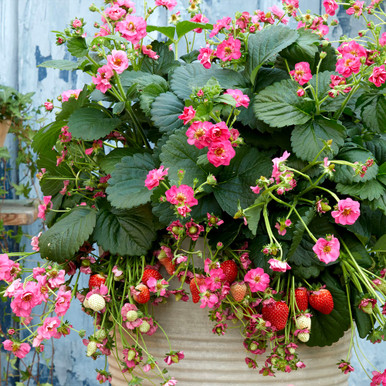 Buy Strawberry Summer Breeze Cherry at jparkers.co.uk