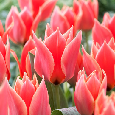 Buy Tulip Calypso at jparkers.co.uk