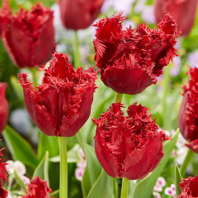 Buy Tulip Versaci at jparkers.co.uk
