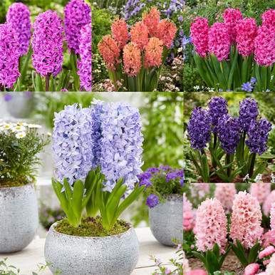 Buy Hyacinth New Collection 14/15 at jparkers.co.uk