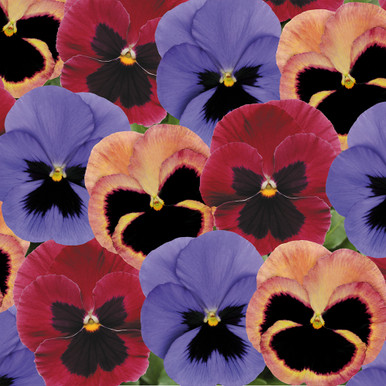 Buy Pansy Matrix Mix Coastal Sunrise UK at jparkers.co.uk