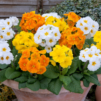 Buy Polyanthus Spring Fever Mix at jparkers.co.uk