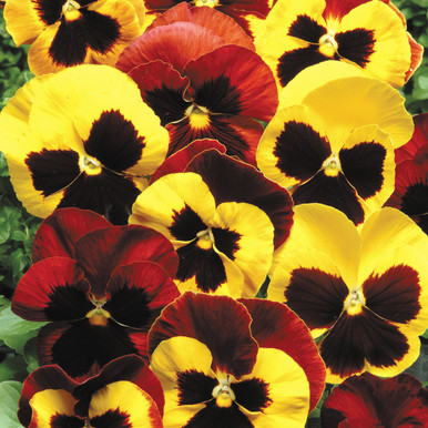 Buy Pansy Matrix Mix Autumn Blaze at jparkers.co.uk