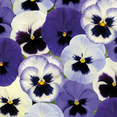 Buy Pansy Matrix Mix Ocean Breeze at jparkers.co.uk