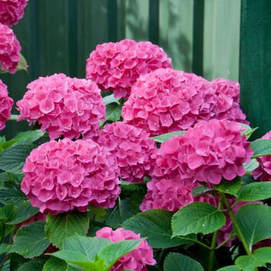 Buy Hydrangea macr. Pink Mophead at jparkers.co.uk