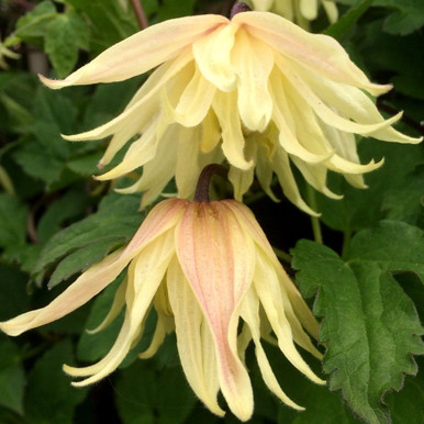 Buy Clematis Amber at jparkers.co.uk