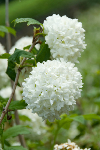 Buy Viburnum (Snowball Bush) Opulus Roseum | J. Parker's Dutch Bulbs