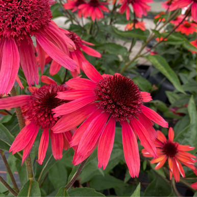 Buy Echinacea Papallo Semi Double Cherry at jparkers.co.uk
