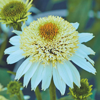 Buy Echinacea Papallo Semi Double White at jparkers.co.uk