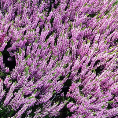 Calluna v. Marleen (Lilac-Pink) - JParkers