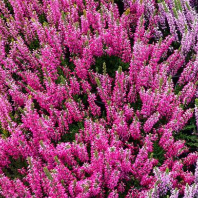 Buy Calluna v. 'Marlies' (Red) at jparkers.co.uk