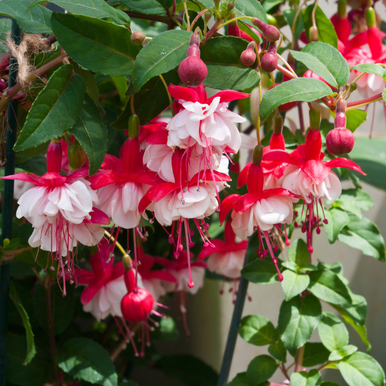 Fuchsia Snowcap (Hardy) | J Parker Dutch Bulbs