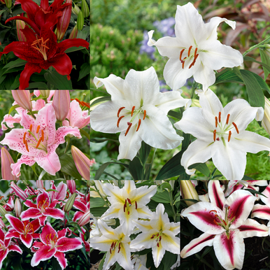 Oriental Lily Collection B at jparkers.co.uk