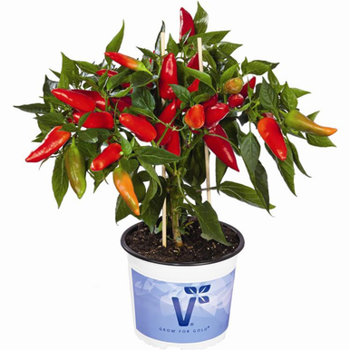 Chilli Volante Hot Burrito - JParkers