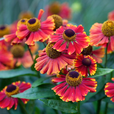 Shop Helenium Red Jewel Plants | J.Parker's