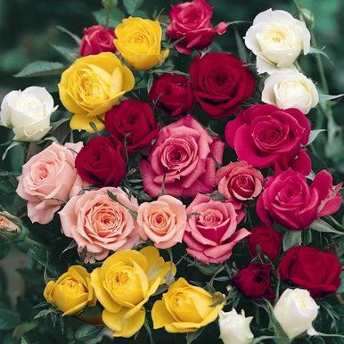 Award Winning Rose Collection - JParkers