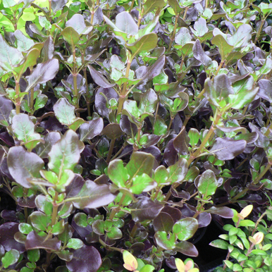 Coprosma Lemon and Lime - JParkers