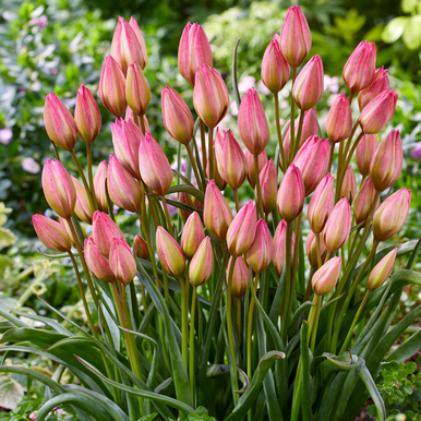 Buy Tulip Danique at jparkers.co.uk