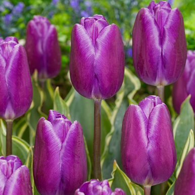 Buy Tulip Purple Flag Design at jparkers.co.uk
