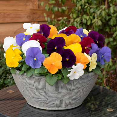 Buy Pansy Clear Colour Mix (Garden Ready) from J. Parker's for Less