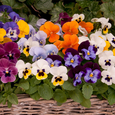Buy Viola Autumn Mix at jparkers.co.uk