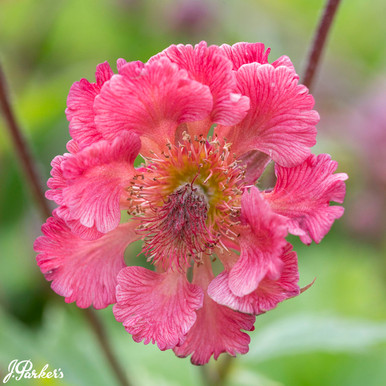Shop Geum Pink Petticoats Plants | J.Parker's