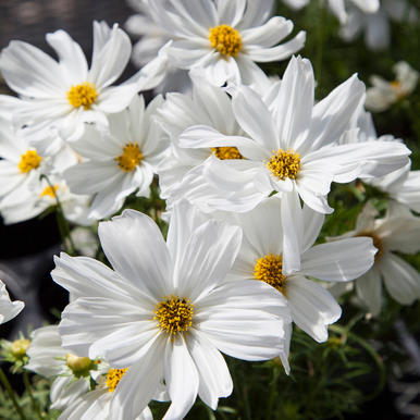 Cosmos Compact Apollo White (Maxi Plugs) | J Parker Dutch Bulbs