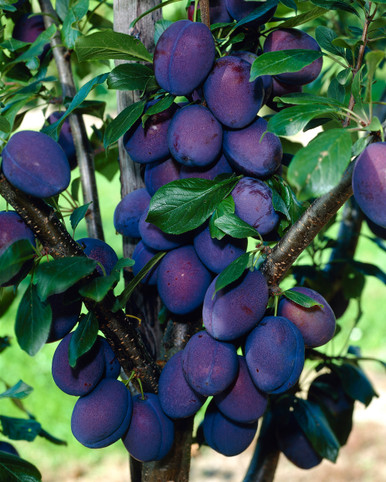 Damson store