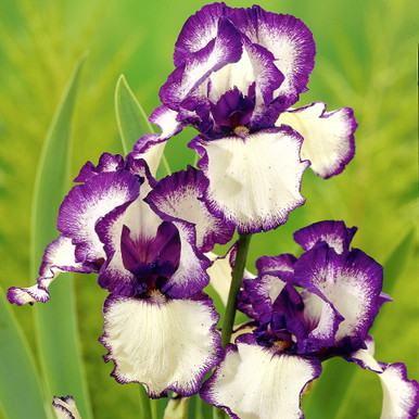 Iris germanica 'Loop the Loop' - JParkers