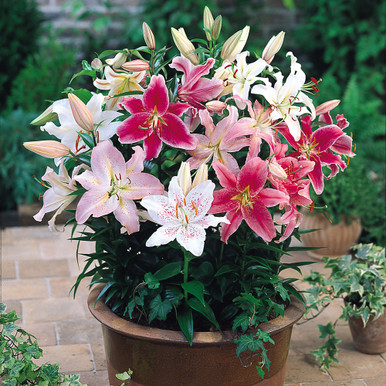 Lilium Dwarf Oriental Mixed - JParkers